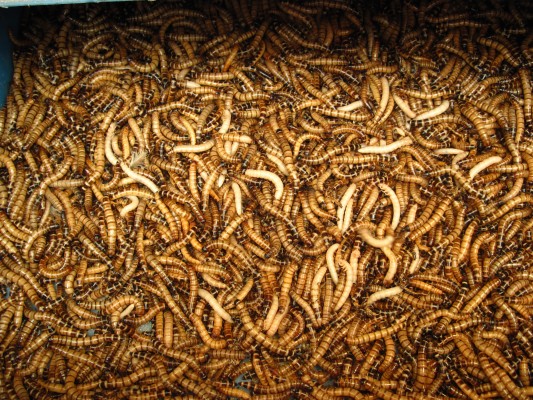 Maggots Hd - 4000x3000 Wallpaper - teahub.io