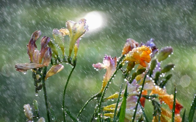 Bloemen Regen Wallpaper - Wonderful Rain - 1600x1000 Wallpaper - teahub.io