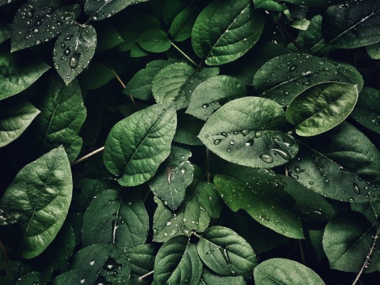 Download Real Life Transpiration Water Cycle - Teahub.io