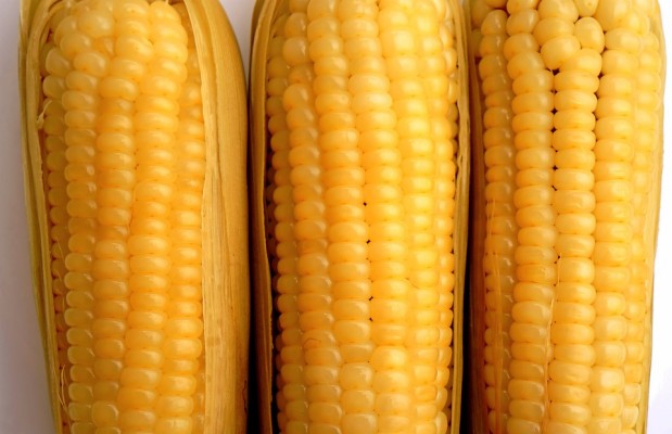 Corn Kernels - 960x620 Wallpaper - teahub.io