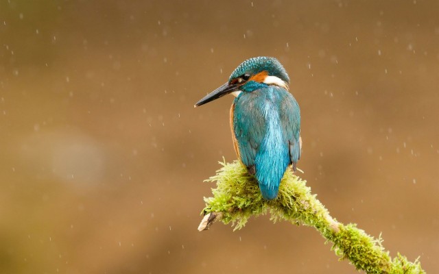 Coraciiformes - 1920x1080 Wallpaper - teahub.io