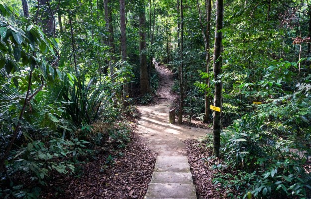 Photo Wallpaper Forest, Jungle, Nature, Walk, Malaysia, - Trail ...