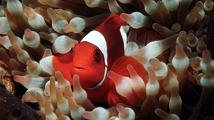 Coral Reef Background Without Fish - 1280x720 Wallpaper - teahub.io