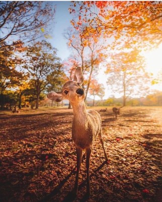 Mesmerizing Pictures Of Nature - 720x893 Wallpaper - teahub.io