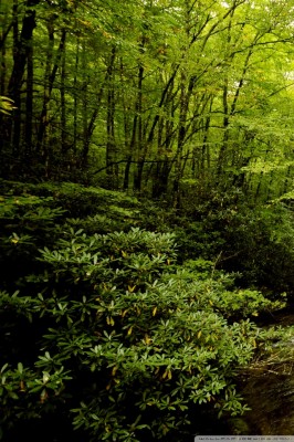 Forest Hd Full Screen - 640x960 Wallpaper - teahub.io