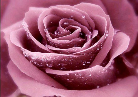 Pretty Rose Backgrounds - 880x616 Wallpaper - teahub.io