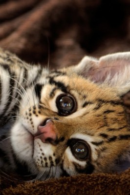 Ocelot Cute - 640x960 Wallpaper - teahub.io