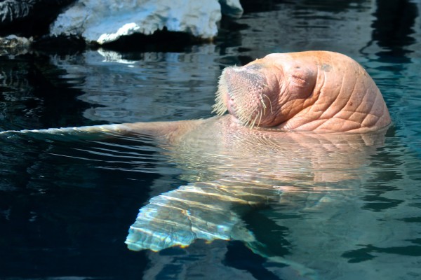 Walrus Sleeping In Water - 5184x3456 Wallpaper - teahub.io