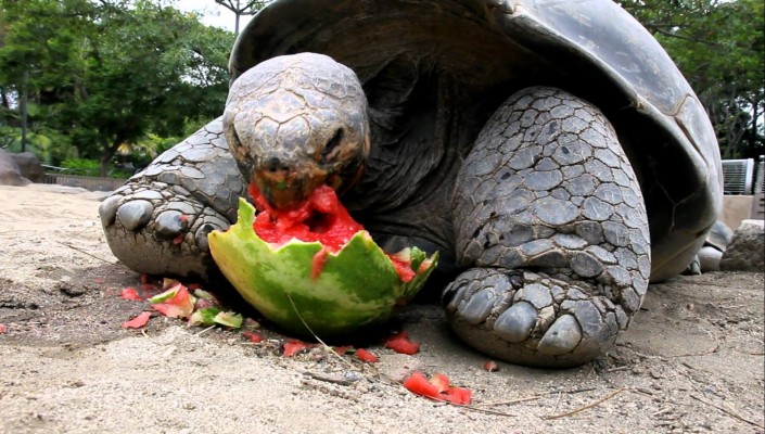 Tortoise Eating Watermelon - 1905x1080 Wallpaper - teahub.io