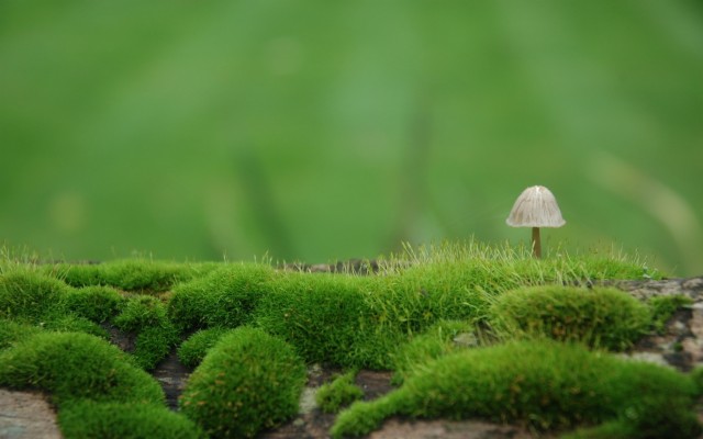 Plant Hd Wallpapers - Moss Desktop Background - 2560x1600 Wallpaper ...