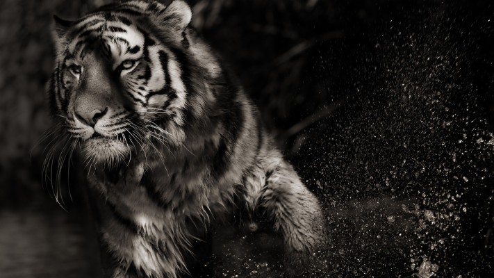 Tigers In The Shadows - 1920x1080 Wallpaper - teahub.io