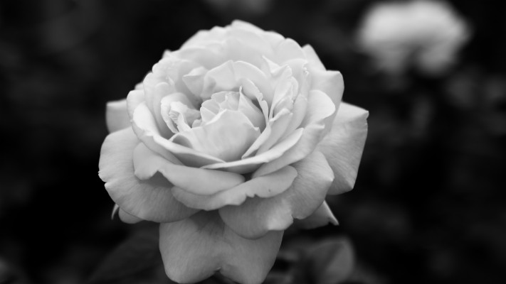Wallpaper Rose, Flower, Bw, Plant - Garden Roses - 3840x2160 Wallpaper ...