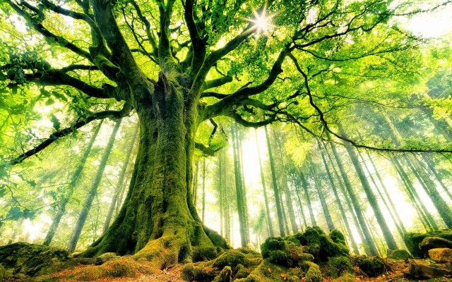 Wallpaper-2430593 - Pleasing In The Eyes - 1920x1200 Wallpaper - teahub.io