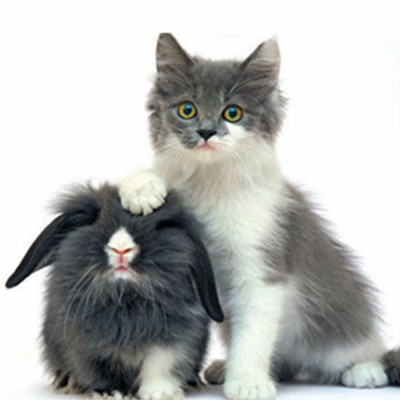Sweet Baby Animals Wallpapers - Sweet Animal Hd Photos Png - 1024x1024 ...