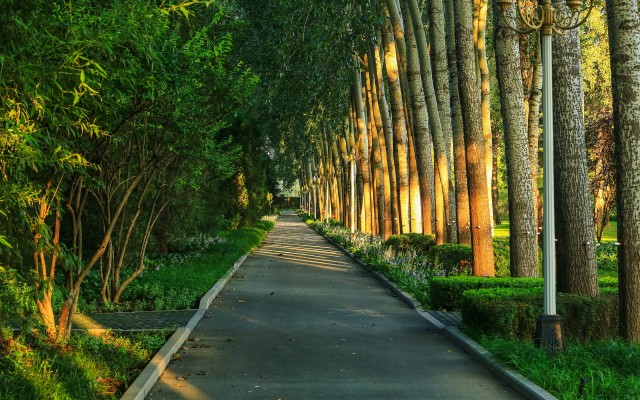 Wallpaper Trees, Alley, Lamps, Park - Grove - 2880x1800 Wallpaper ...