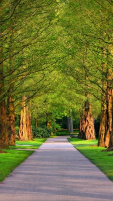 Alley Trees Grass Wallpaper - Greenery Hd - 1080x1920 Wallpaper - teahub.io