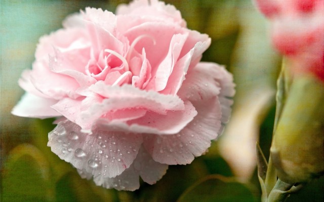 Pink Carnation Desktop Hd - 1920x1200 Wallpaper - teahub.io
