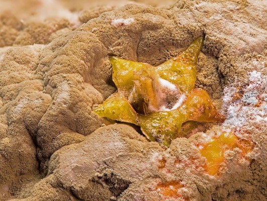 Mold, The Formation Of Mold, Moldy, Mandarin, Perishable, - 910x683 ...