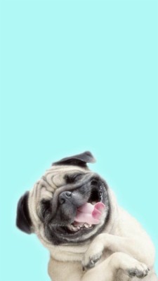 Pug, Wallpaper, Wallpapers - Lock Screen Dog Wallpaper Phone - 600x1064 ...