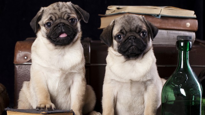 Mops Wallpaper - 1920x1080 Wallpaper - teahub.io