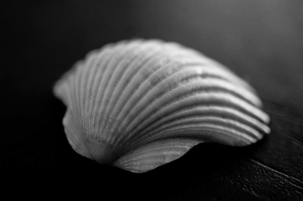 Shells On A Beach - 2560x1600 Wallpaper - teahub.io