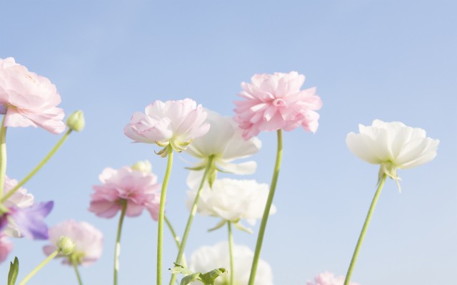 Soft Focus Flower Photography - Flower - 1920x1200 Wallpaper - teahub.io
