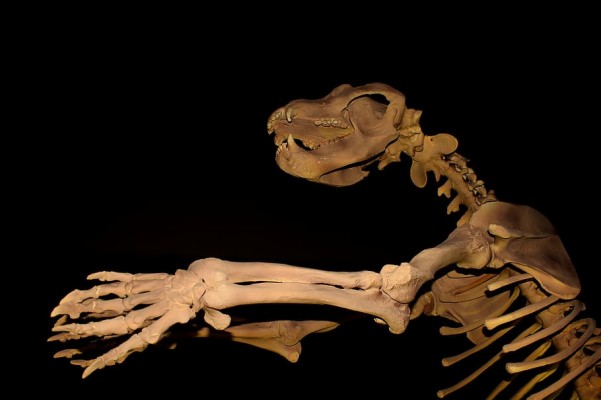 Megafauna Skeleton - 910x605 Wallpaper - teahub.io