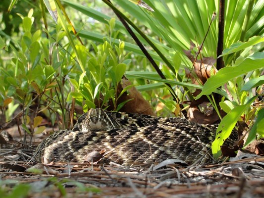 Western Diamondback Rattlesnake Drawing