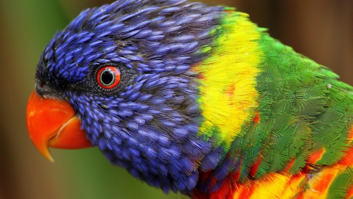 Exotic Birds Close Up - 3840x2160 Wallpaper - teahub.io Exotic Birds Close Up - 3840x2160 Wallpaper - teahub.io