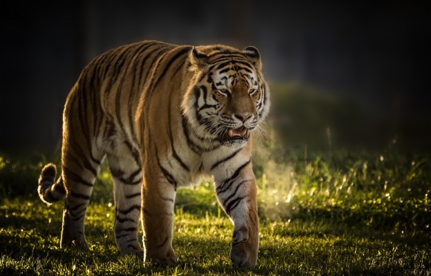 Tiger Walking Images Hd - 5472x3505 Wallpaper - teahub.io