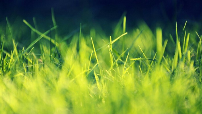 Green Grass Close Up - 1000x563 Wallpaper - teahub.io