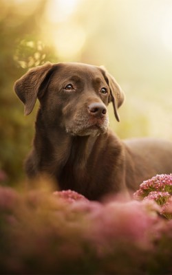 1080p Labrador Wallpaper Hd - 1920x1080 Wallpaper - teahub.io