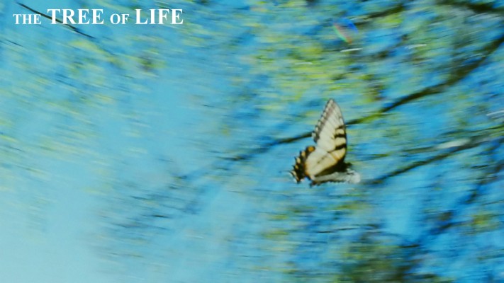 Tree Of Life 4k - 2048x1536 Wallpaper - teahub.io