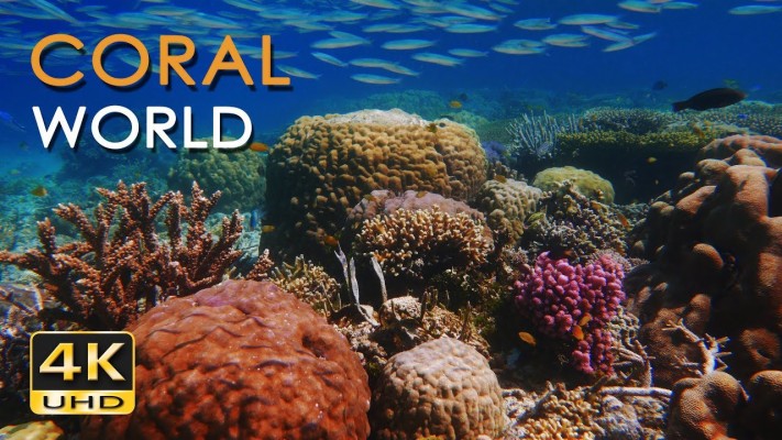 High Resolution Coral Reef 4k - 2880x1620 Wallpaper - teahub.io