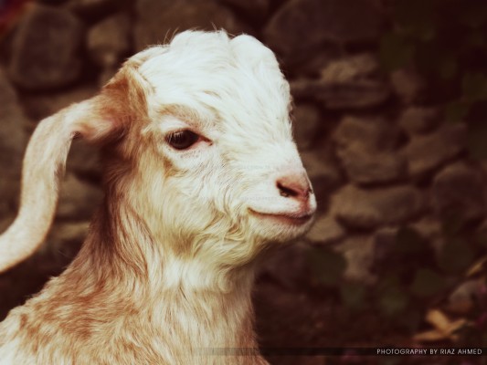Baby Goat Pakistan Nature Gilgit Background - Goat - 4288x3216 ...