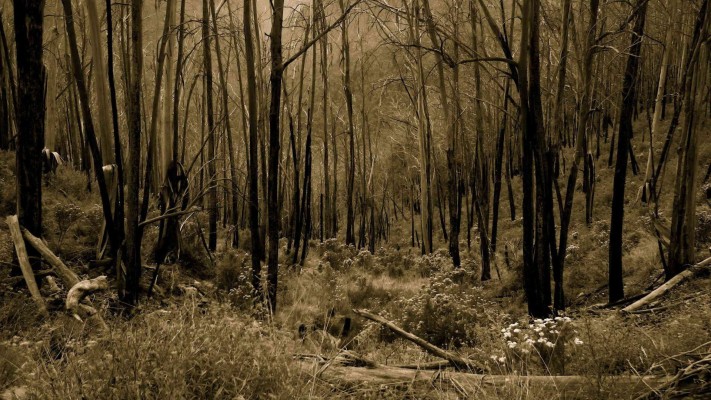 Old Forest Background - 1920x1080 Wallpaper - teahub.io