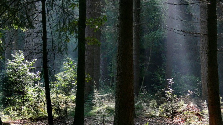 Facebook Cover Photos Hd Forest - 1920x1080 Wallpaper - teahub.io