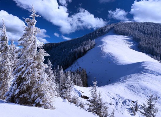 Jungle Snow - 4000x2914 Wallpaper - teahub.io