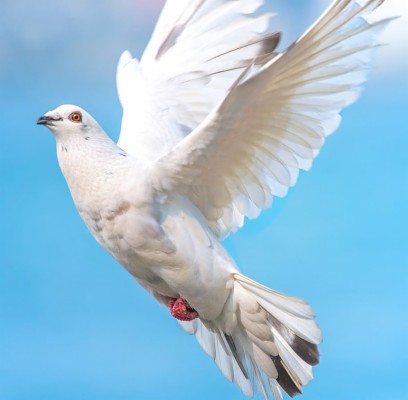 White Bird Pigeon Dove Wallpaper Download - Dove Birds Images Download ...