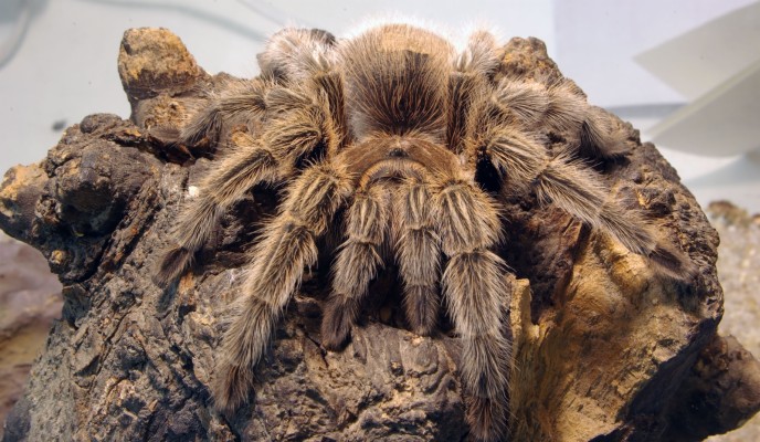 Tarantula Hd - 1980x1320 Wallpaper - teahub.io