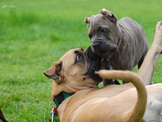 Tigrato Cane Corso Colors - 1920x1080 Wallpaper - teahub.io