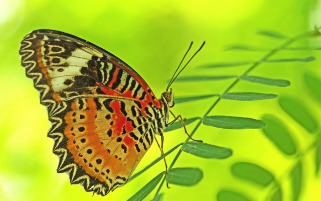 Titli Wallpaper - 2560x1600 Wallpaper - teahub.io