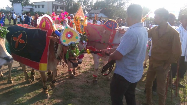 Tanha Pola Nandi Bail - 936x1143 Wallpaper - teahub.io