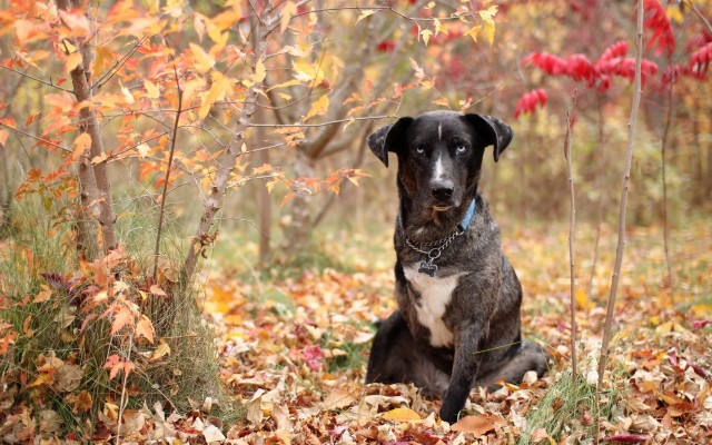 Nice Dog Wallpaper - Cute Dogs High Resolution - 1600x1200 Wallpaper ...