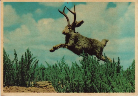 Jackalope3 - Jackalope Postcards - 1024x715 Wallpaper - teahub.io