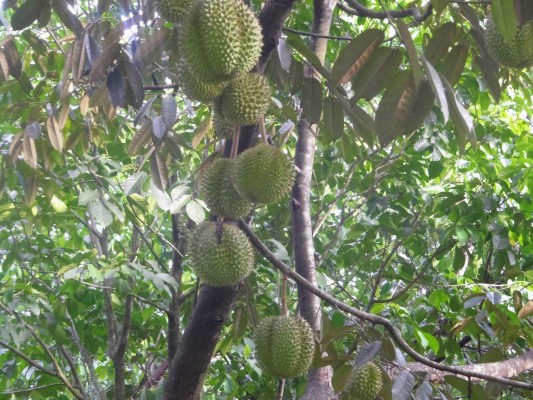 Durian Plantations - Hd Durian Fruit Tree - 1600x1200 Wallpaper - teahub.io