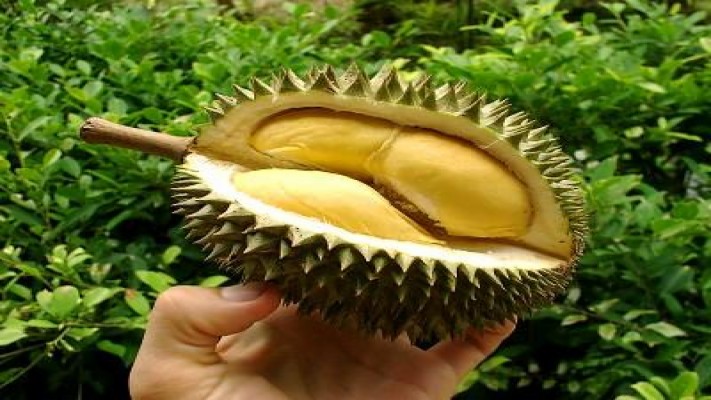 Durian Hd - 1600x1200 Wallpaper - teahub.io