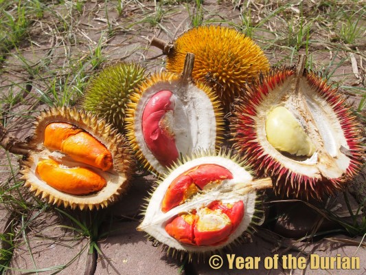 Durian Hd - 1600x1200 Wallpaper - teahub.io