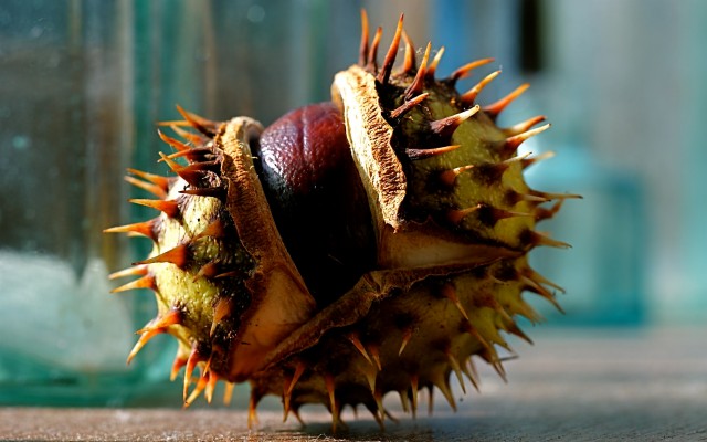 Durian Hd - 1600x1200 Wallpaper - teahub.io