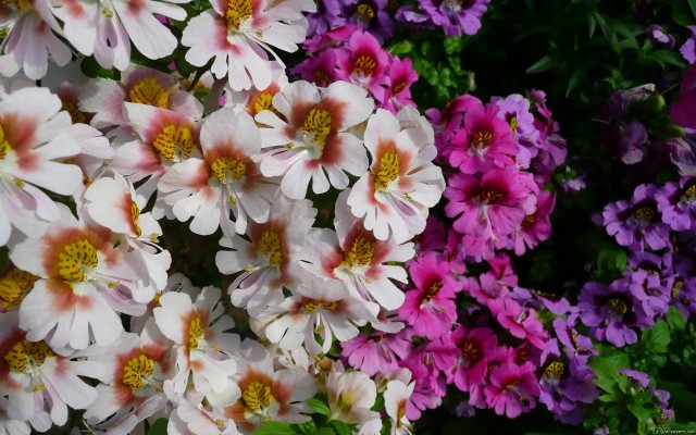 Gilliflower - 828x1000 Wallpaper - teahub.io